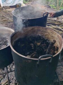 What's The Difference Between Yagé and Ayahuasca? - Thehealthyprimate