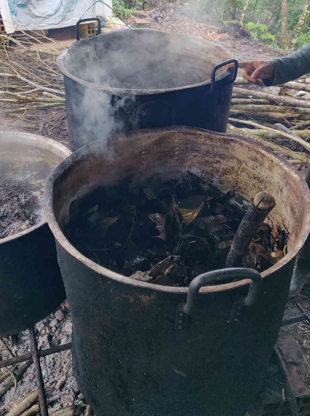 What's The Difference Between Yagé and Ayahuasca? - Thehealthyprimate