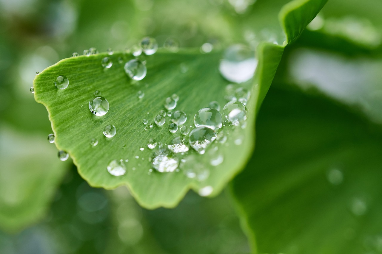 Leading Natural Supplements for Cognitive Support and Brain Health ...